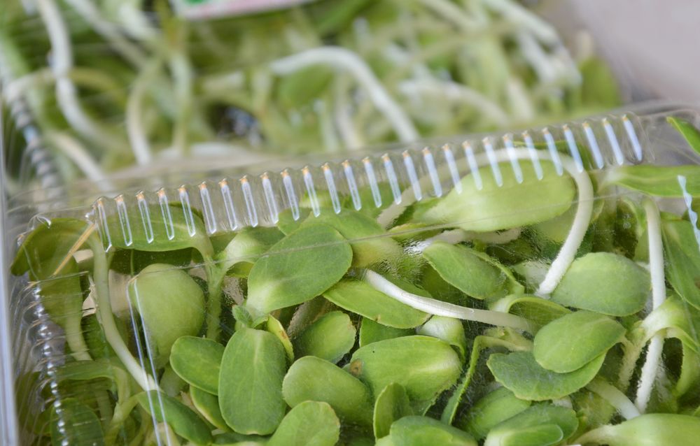 PLA Food Packaging:Everything You Need to Know (2023 Update)